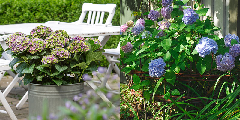 Att göra i trädgård, balkong och inomhus i augusti | Wexthuset