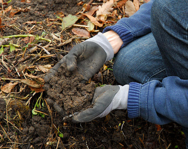 Jord för växter i kruka - guide | Wexthuset
