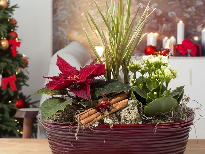 Skötselråd för julens blommor | Wexthuset