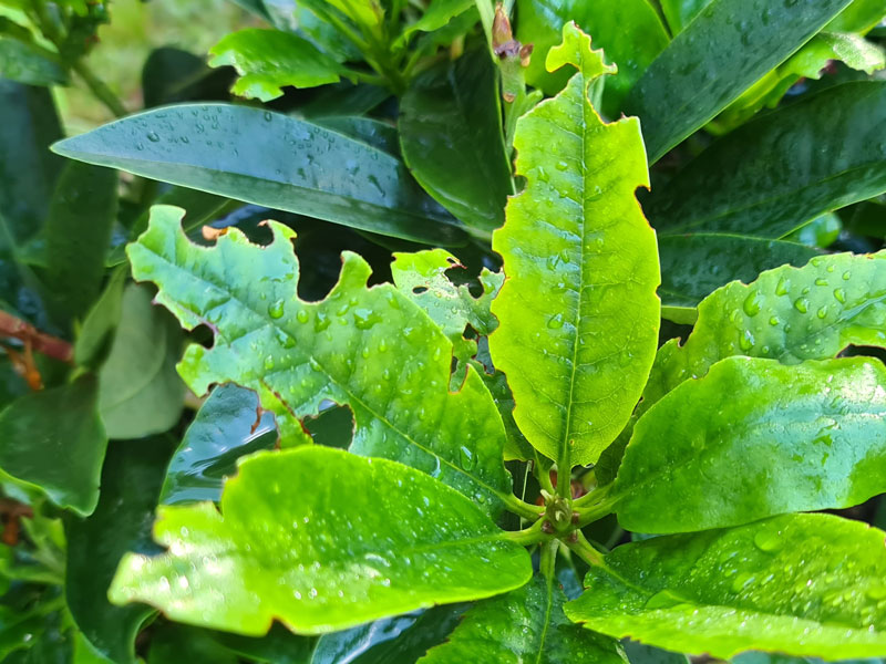 Öronvivel - bekämpning med nematoder | Wexthuset