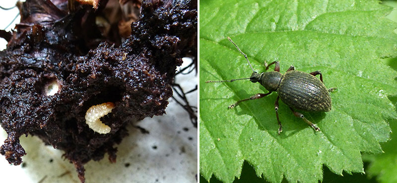 Öronvivel - bekämpning med nematoder | Wexthuset