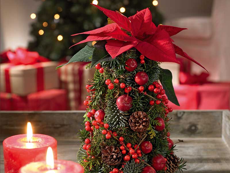 Etylen från frukt - effekt på hållbarhet hos blommor | Wexthuset