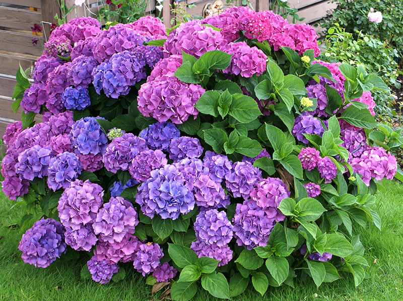 Ta Sticklingar Av Hortensia Wexthuset Ta Sticklingar Av Hortensia Wexthuset