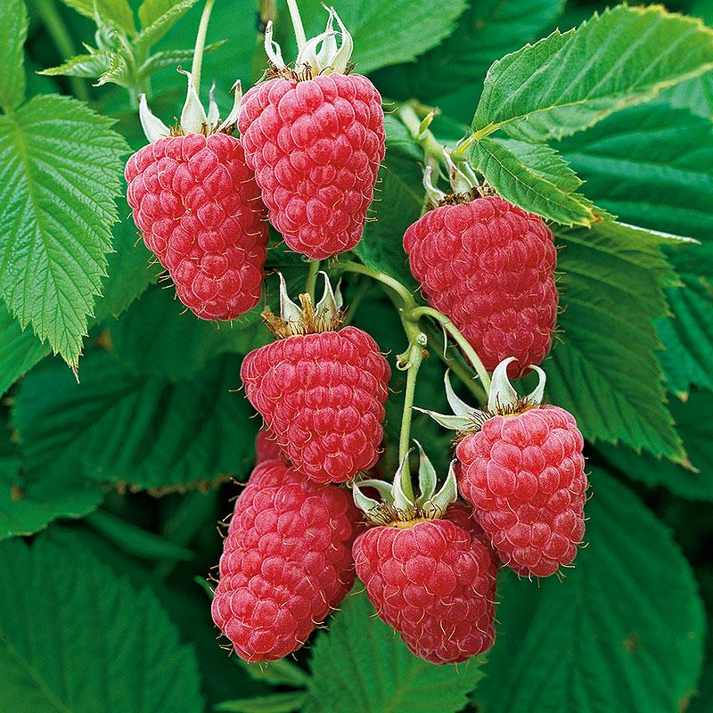 Lättodlade hallon för skörd sommar och höst | Wexthuset