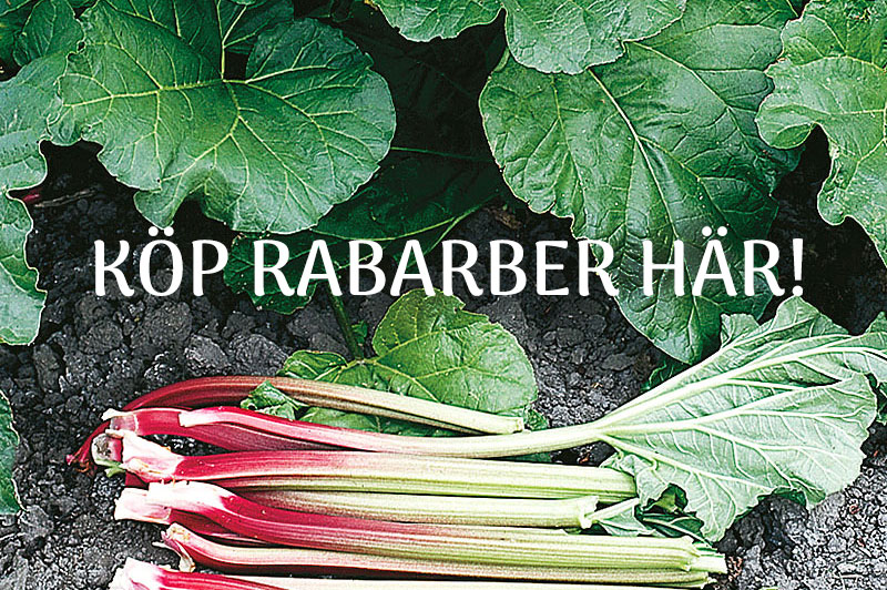 Skötselråd för rabarber med bästa sorterna | Wexthuset