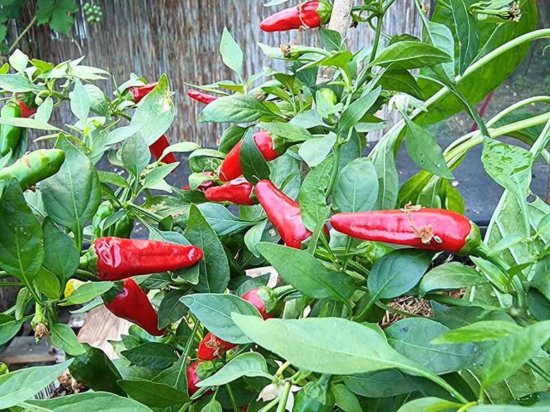 Odla chili i växthus, på balkong & uterum | Wexthuset