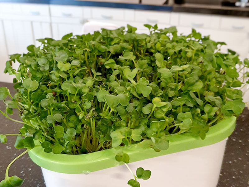 Odla groddar - Tips om groddning & odling av skott | Wexthuset