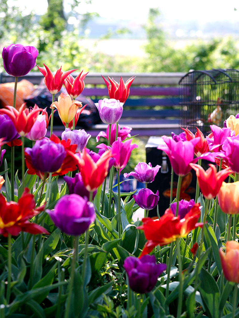 Plantera tulpanlökar i rabatt och kruka | Wexthuset
