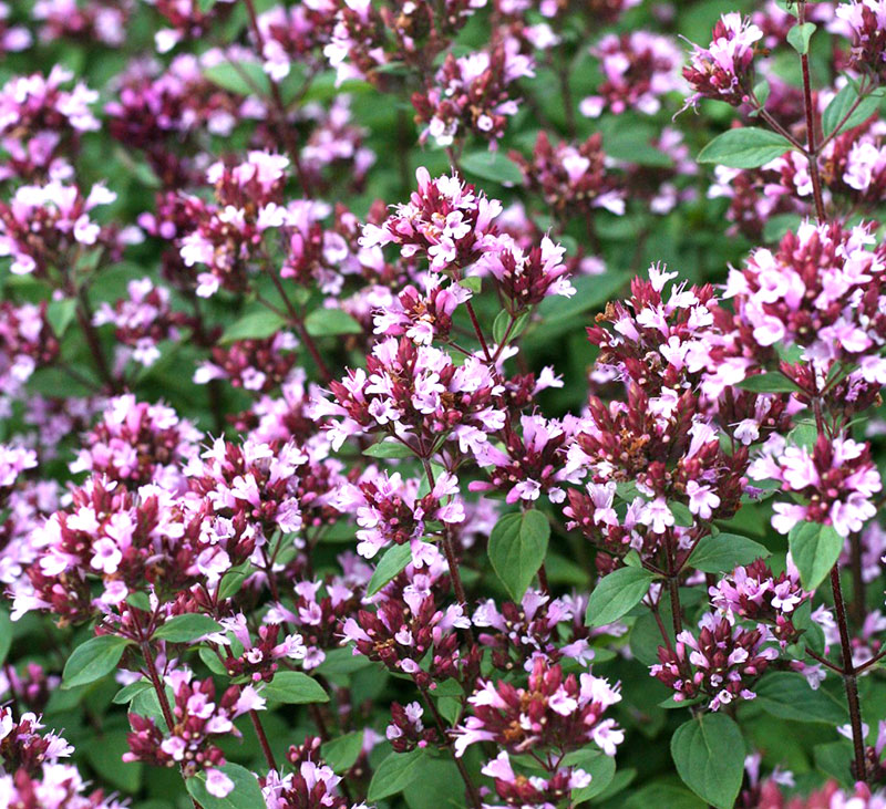 Odla mejram - Odling, recept och användning | Wexthuset