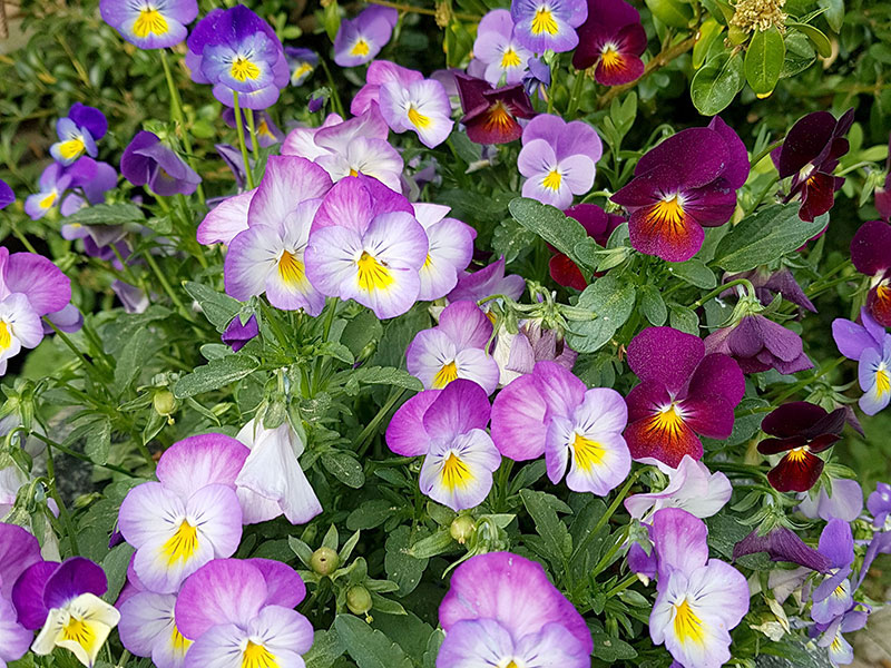 Penséer - Så odlar du pensé från frö | Wexthuset