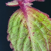 Biologisk bekämpning mot trips, 10 påsar tripsrovkvalster | Wexthuset