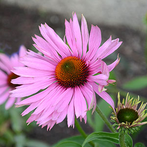 Perenn röd solhatt Echinacea purpurea `Magnus´ | Wexthuset