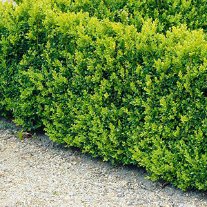 Buxbom, Buxux sempervirens häckplanta 10-15 cm, 10-pack | Wexthuset
