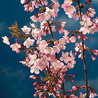 Krukodlad Kurilerkörsbär, Prunus nipponica var. Kurilensis 'Ruby ...