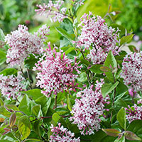 Gratis syrenhäck av rotskott | Wexthuset