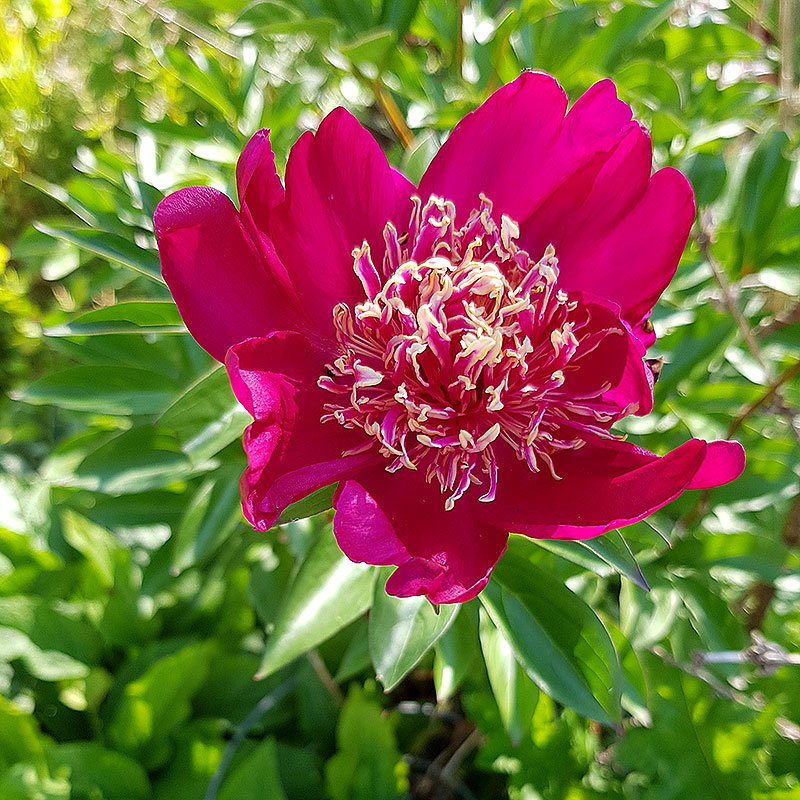 Paeonia lactiflora `Karl Rosenfield´ | Wexthuset