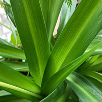 Stickling av ampellilja, Chlorophytum comosum ’Lemon’ | Wexthuset