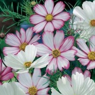 Frö till Rosenskära COSMOS Peppermint Rock, Cosmos bipinnatus | Wexthuset