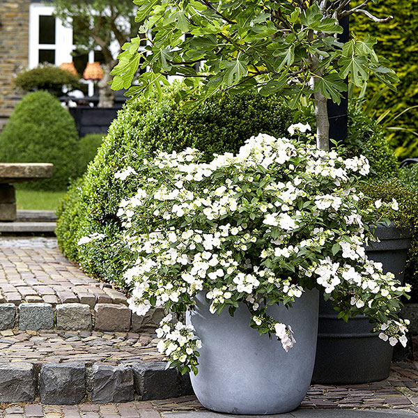 Buskar och träd för plantering i kruka och mark | Wexthuset