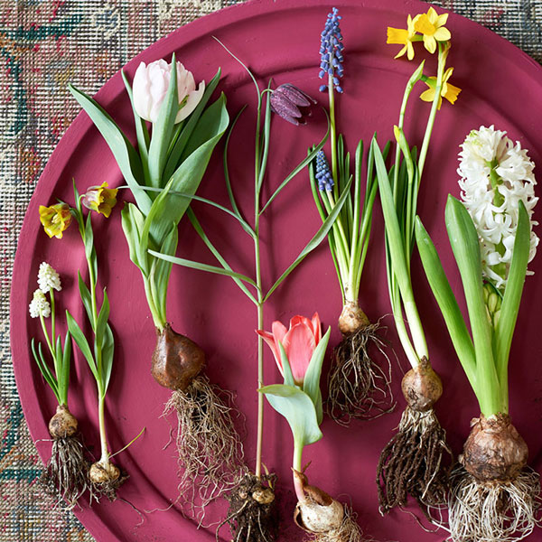 Lökar, knölar, rött och rhizomer till perenner och sommarblommor ...