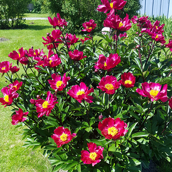 Lökar, knölar, rött och rhizomer till perenner och sommarblommor ...