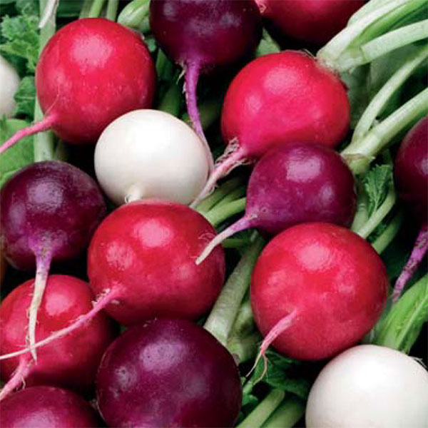 Frö till olika typer av rotfrukter | Wexthuset