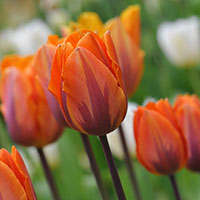 Rembrandttulpan ’Princess Irene’ blomsterlök för höstplantering | Wexthuset