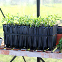 Luktärter - Frösådd och förökning, steg-för-steg tips | Wexthuset