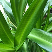 Stickling av ampellilja, Chlorophytum comosum ’Lemon’ | Wexthuset