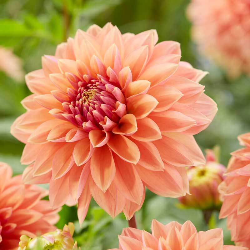 Dekorativdahlia 'Kick Off' - present/presenttips