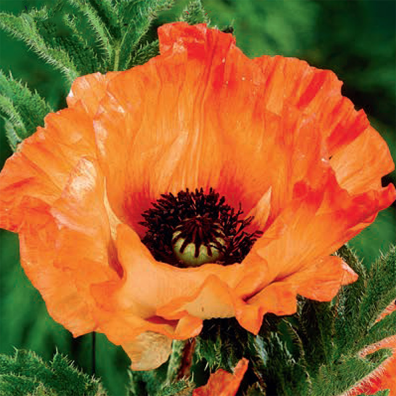 Barrotad - Jättevallmo, orange - Köp online! | Wexthuset