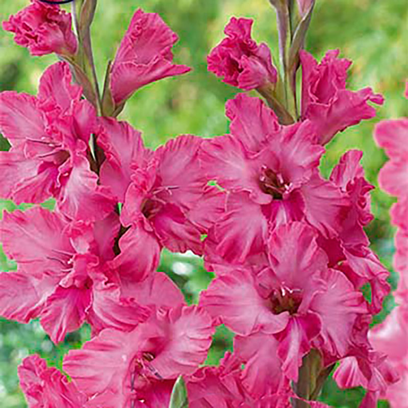 Lök till Gladiol 'Kingston Ruffle' - Köp lökar & knölar online! | Wexthuset