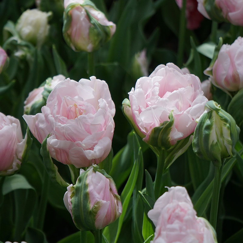 Tulpan Gabriella double - Köp höstlökar online! | Wexthuset