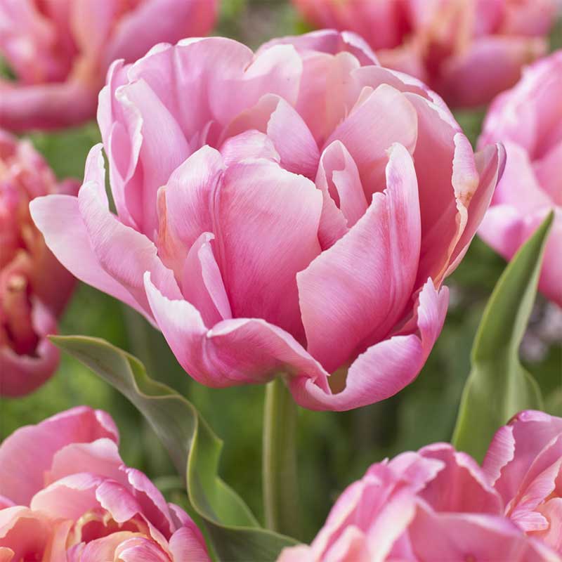 Tulpan 'Pink Star' - Köp höstlökar online! | Wexthuset