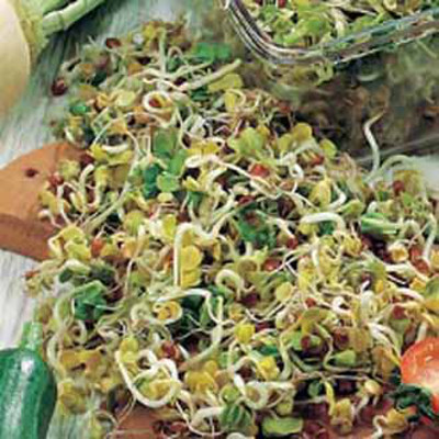 Fröer för groddning och odling av småblad - skott | Wexthuset