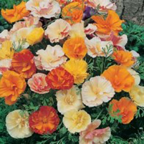 Frö till Sömntuta CALIFORNIAN POPPY Double Mixed | Wexthuset