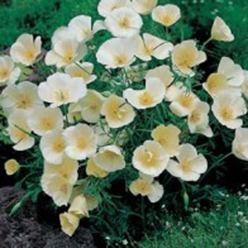 Frö till Sömntuta CALIFORNIAN POPPY Ivory Castle | Wexthuset