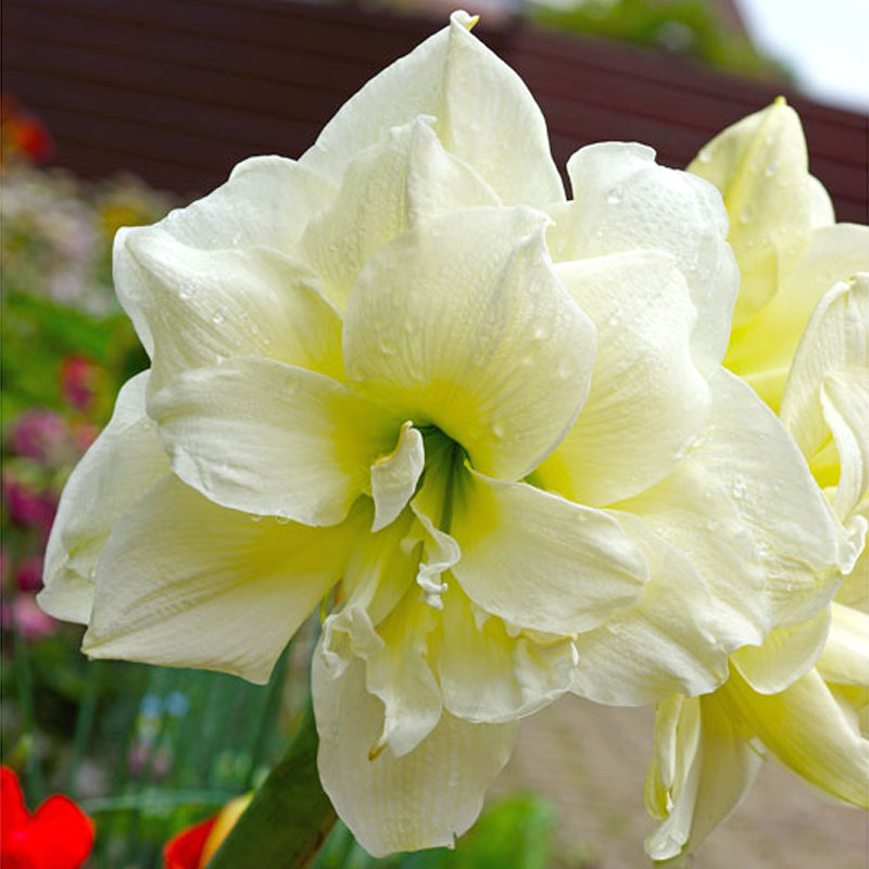 Amaryllis 'Nymph', 3-pack - present/presenttips