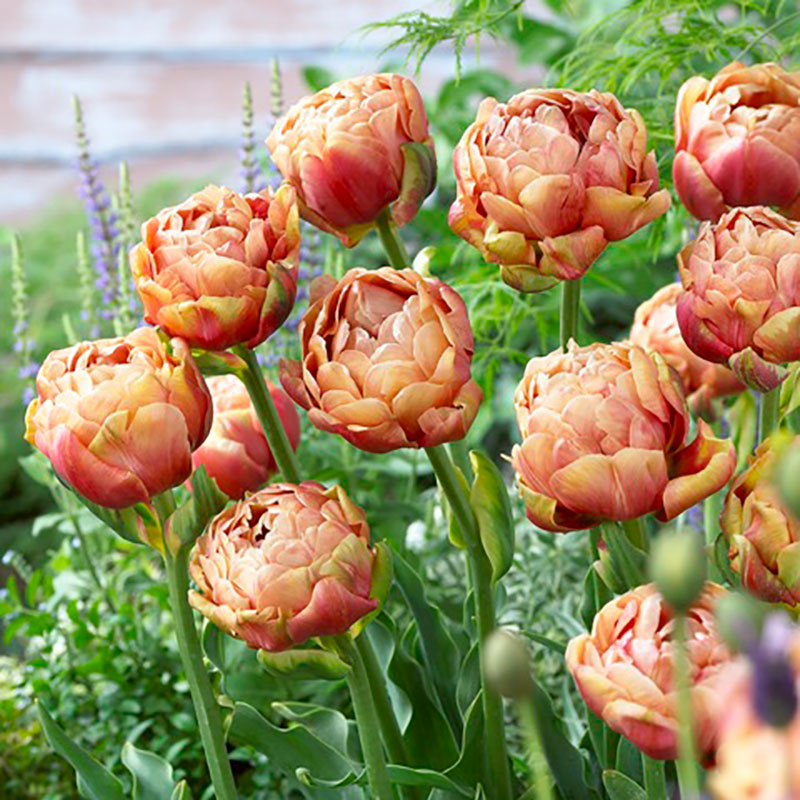 Tulpan ’Copper Image’ blomsterlök för höstplantering | Wexthuset