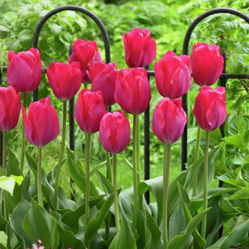 Darwintulpan ’Lady van Eijk’ blomsterlök för höstplantering | Wexthuset