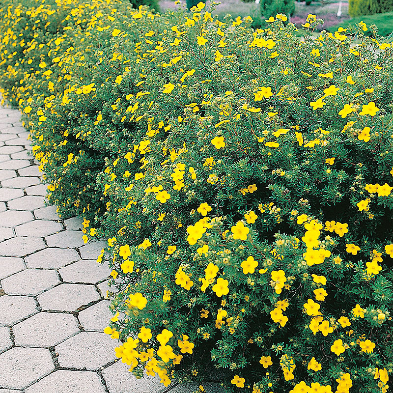Tr dg rdstok Potentilla Fruticosa Goldfinger Wexthuset Tr dg rdstok Potentilla Fruticosa Goldfinger Wexthuset