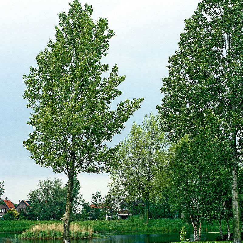 Krukodlad Pelarasp, Populus tremula 'Erecta' | Wexthuset