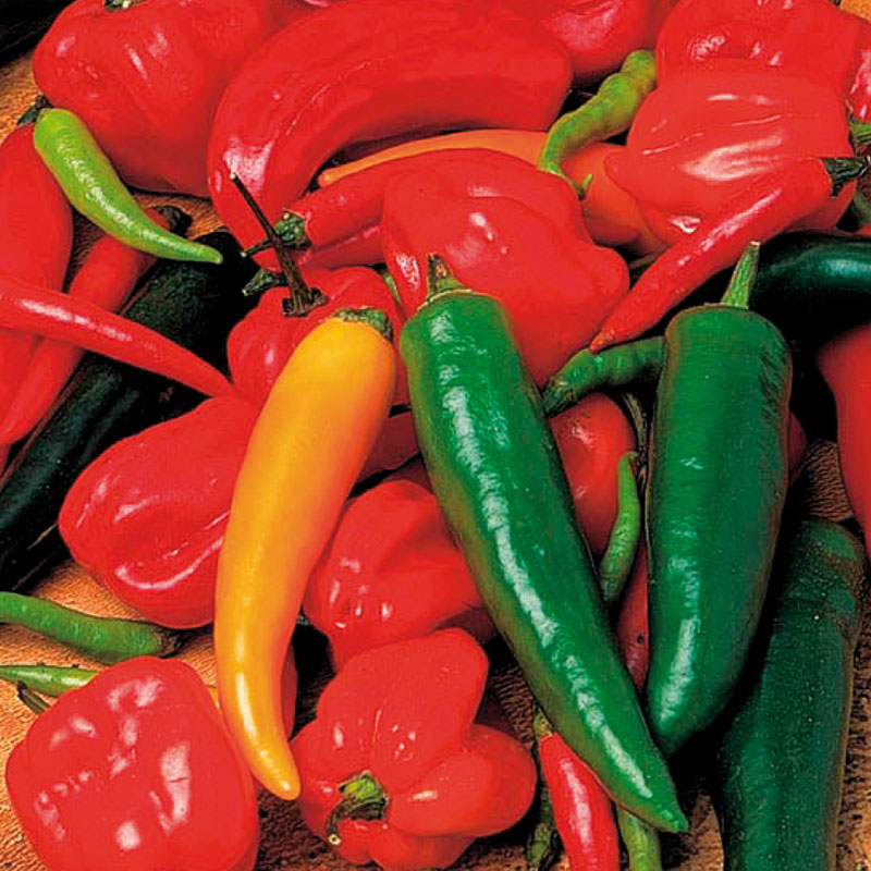 Frö till chili och paprikaplantor | Wexthuset
