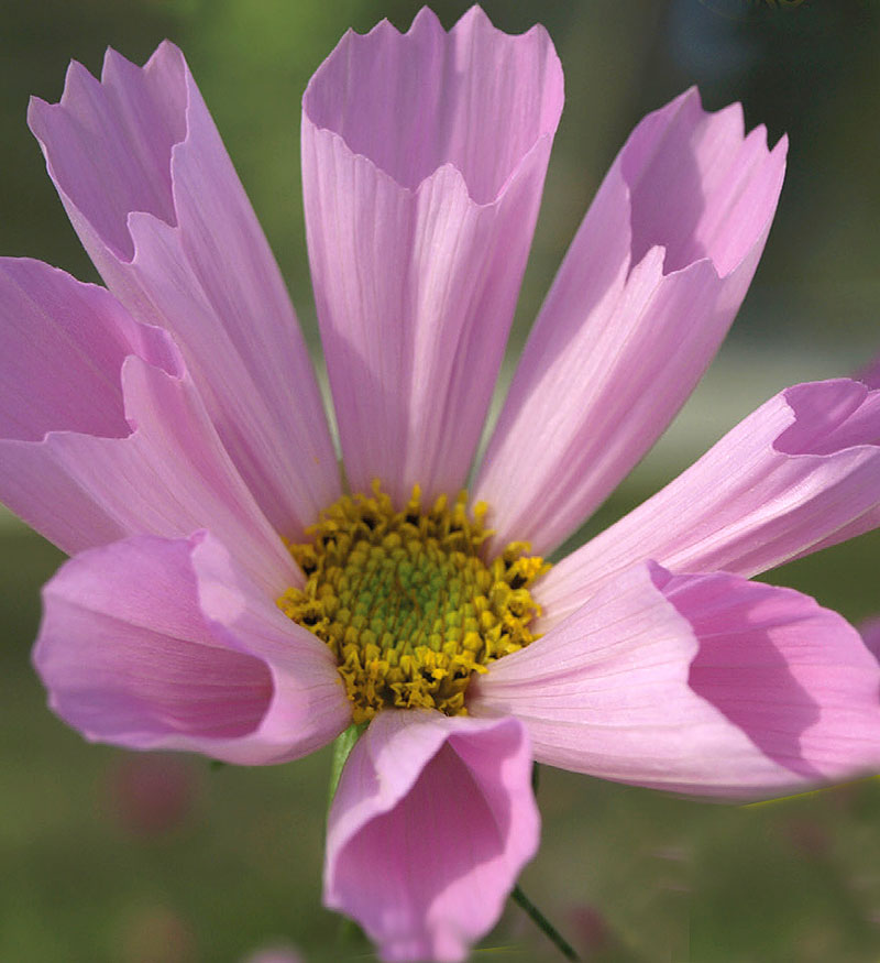 Frö till ettåriga och tvååriga sommarblommor | Wexthuset