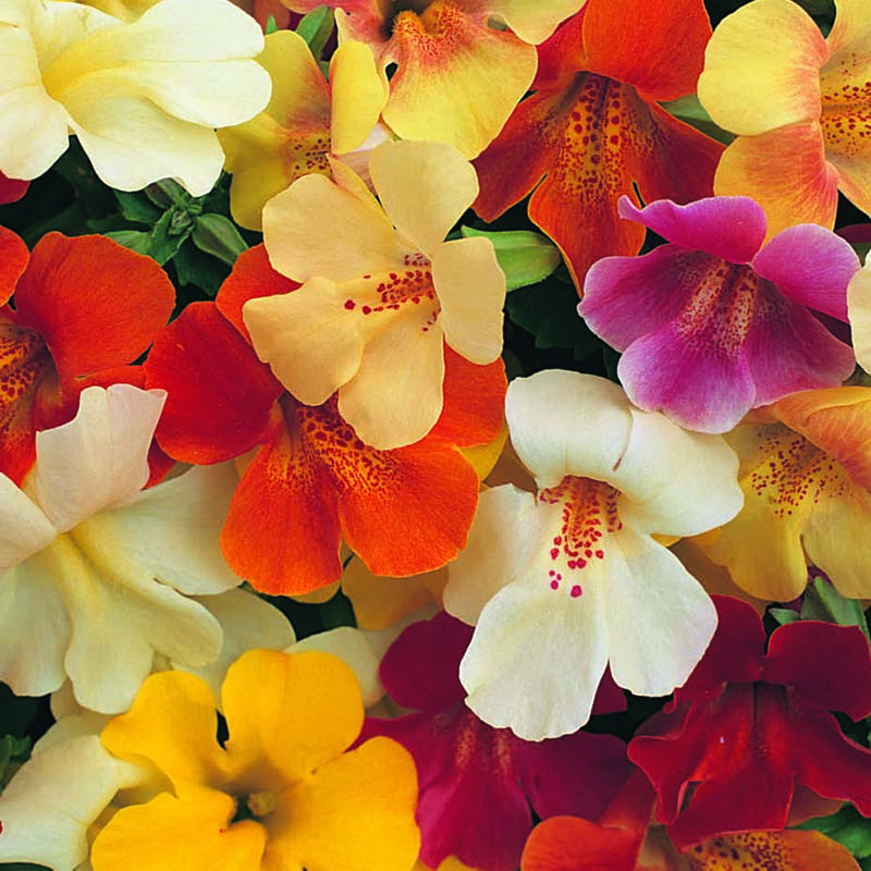 Frö till ettåriga och tvååriga sommarblommor | Wexthuset