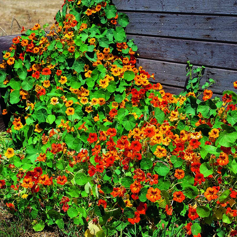 Frö till ettåriga och tvååriga sommarblommor | Wexthuset