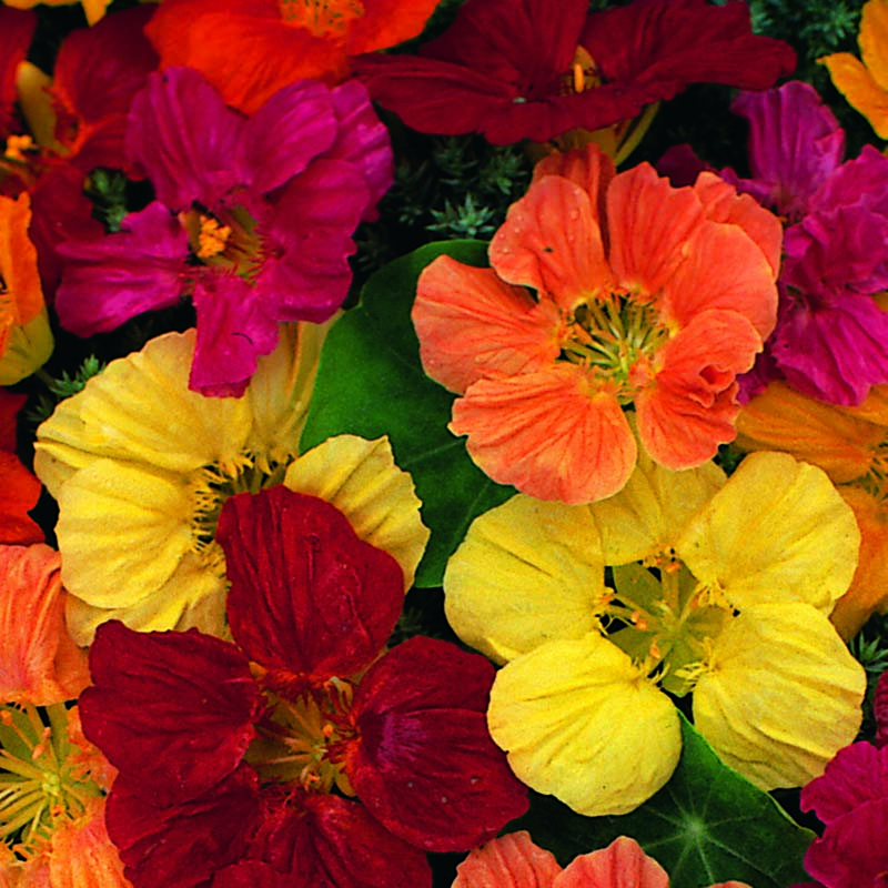 Frö till ettåriga och tvååriga sommarblommor | Wexthuset