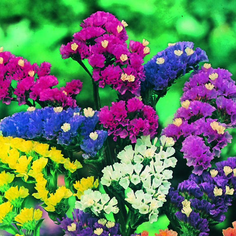 Frö till ettåriga och tvååriga sommarblommor | Wexthuset