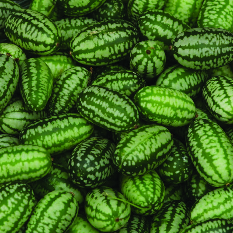 Frö till gurka och gurkväxter | Wexthuset