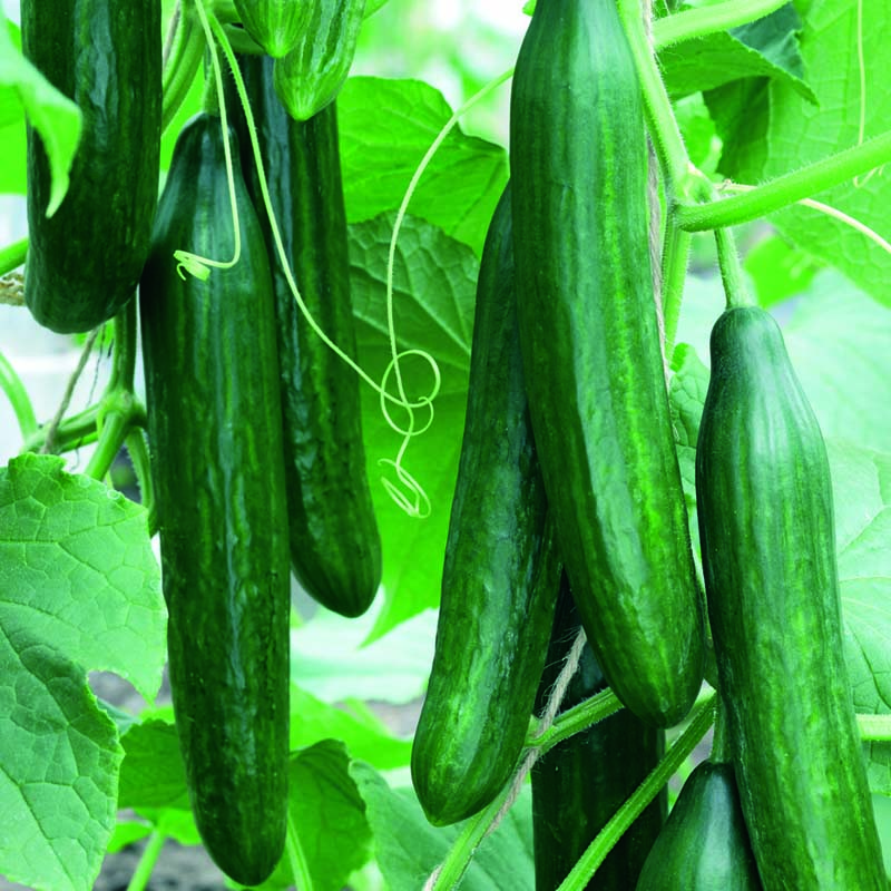 Frö till gurka och gurkväxter | Wexthuset